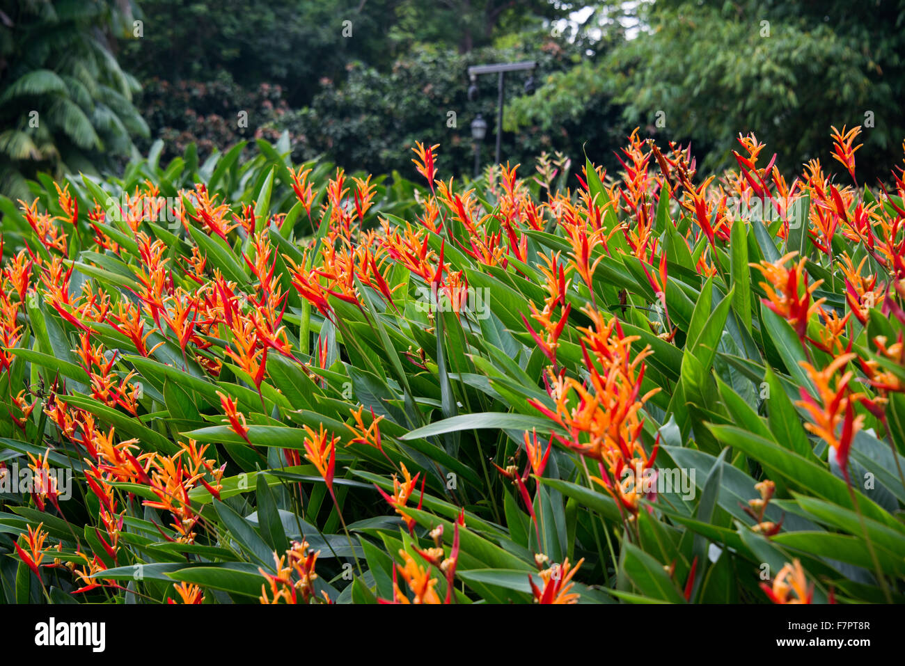 Heliconia flowers in the garden Stock Photo - Alamy