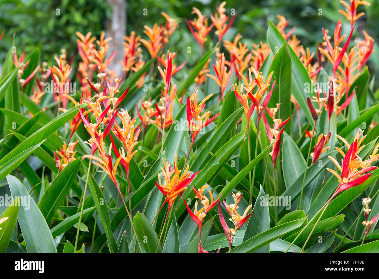 Heliconia flowers in the garden Stock Photo - Alamy