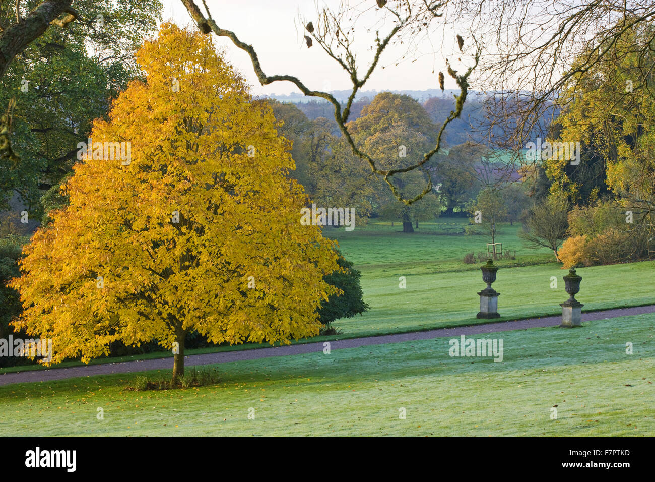View of trees in the gardens at Killerton, Devon, in September Stock ...