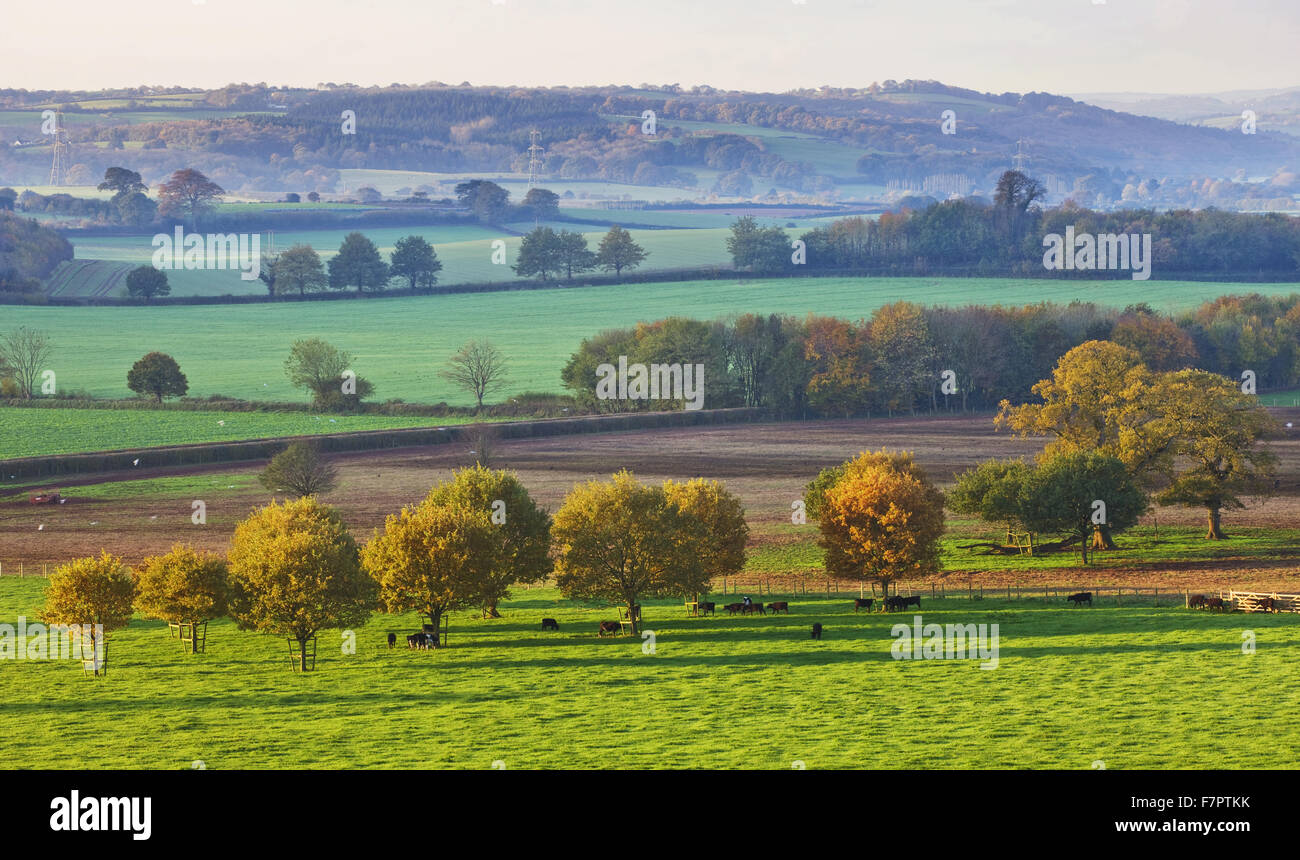 View across fields from the parkland at Killerton, Devon, with Dartmoor ...