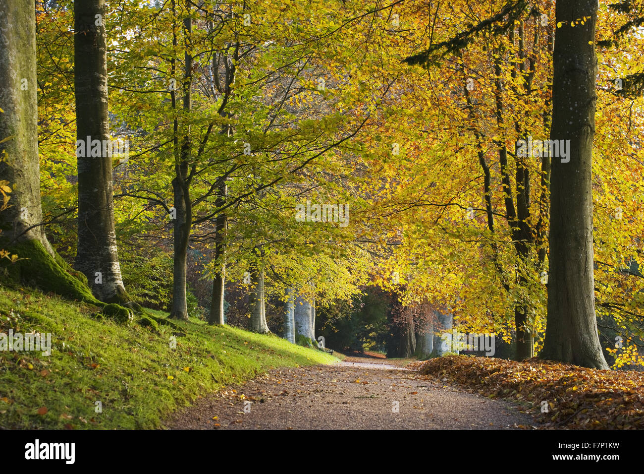An avenue of autumnal beech trees in the grounds at Killerton, Devon ...
