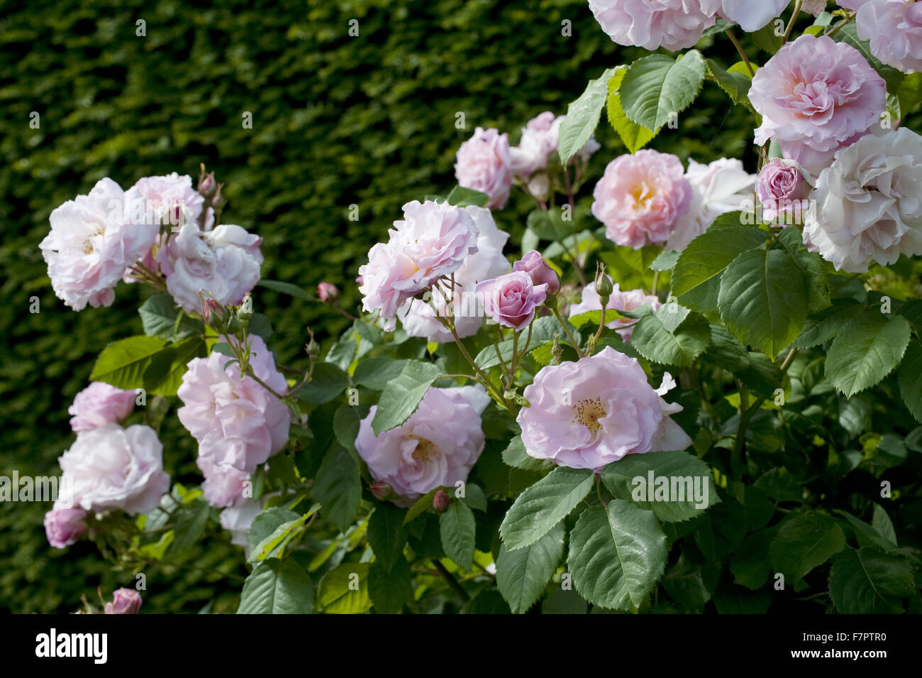 Pink roses growing in the garden in the summertime at Monk's House ...