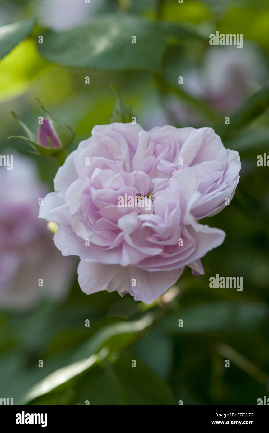 Pink rose growing in the summer at Monk's House, East Sussex. Monk's ...