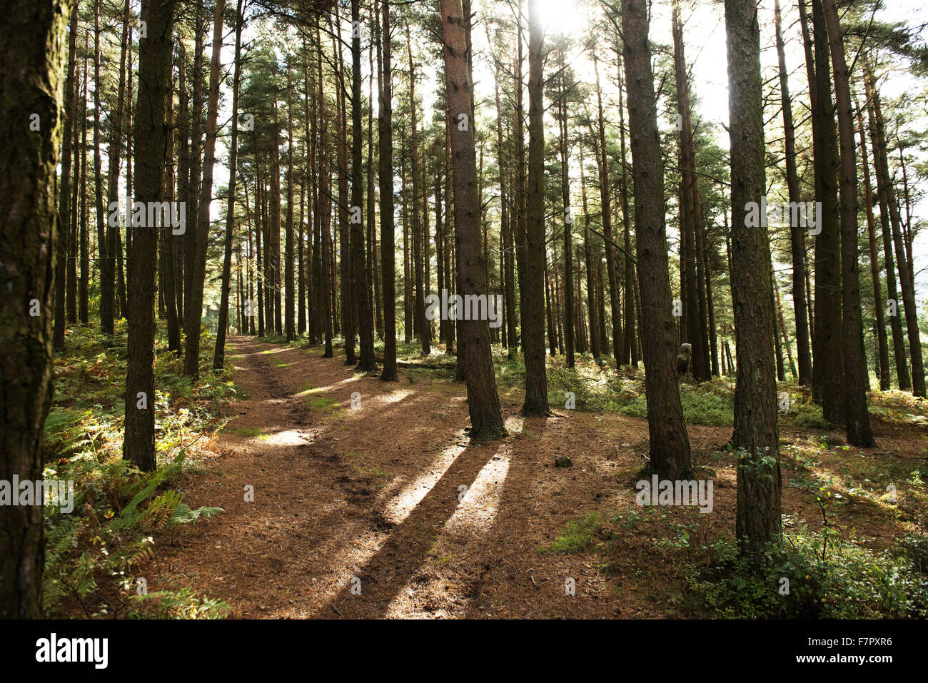 Webbers post hi-res stock photography and images - Alamy