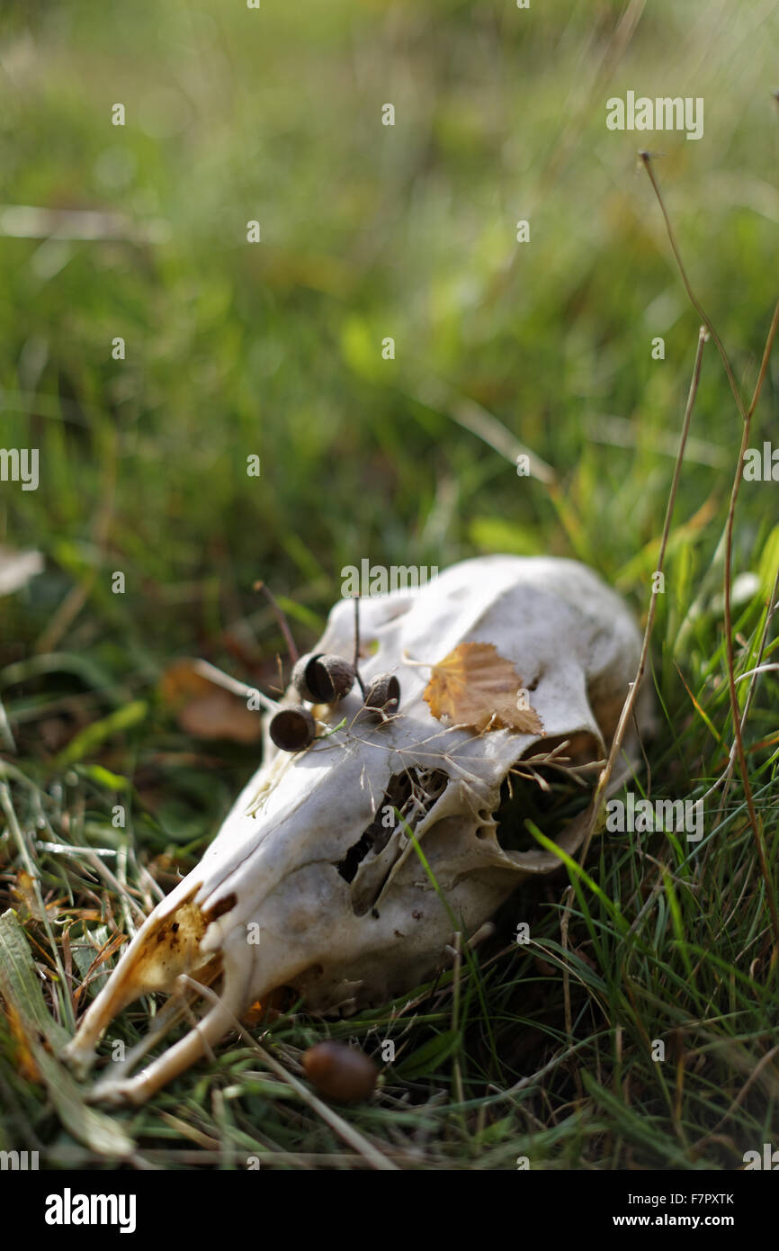 Roe deer skeleton hi-res stock photography and images - Alamy