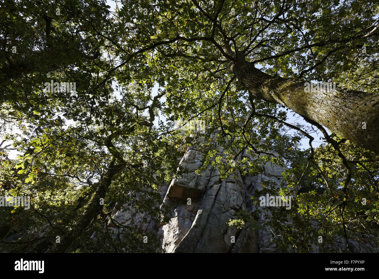 Dewerstone Wood, in the Upper Plym Valley, Dartmoor National Park ...