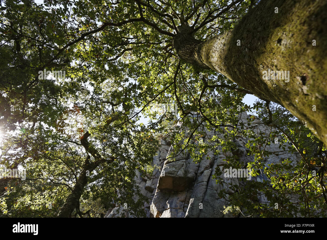 Dewerstone Wood, in the Upper Plym Valley, Dartmoor National Park ...