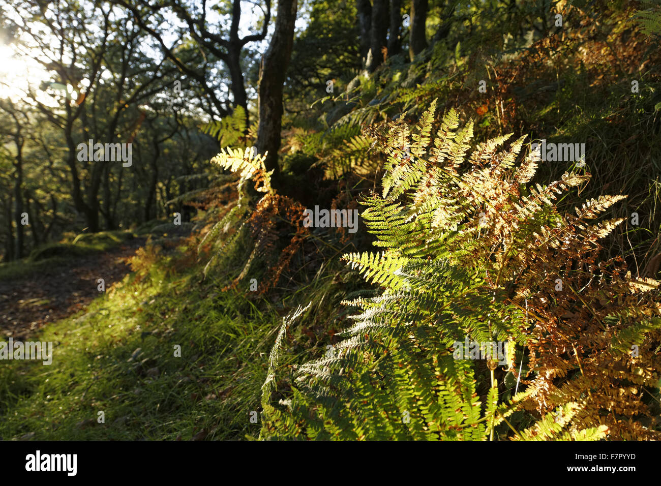 Dewerstone Wood, in the Upper Plym Valley, Dartmoor National Park ...