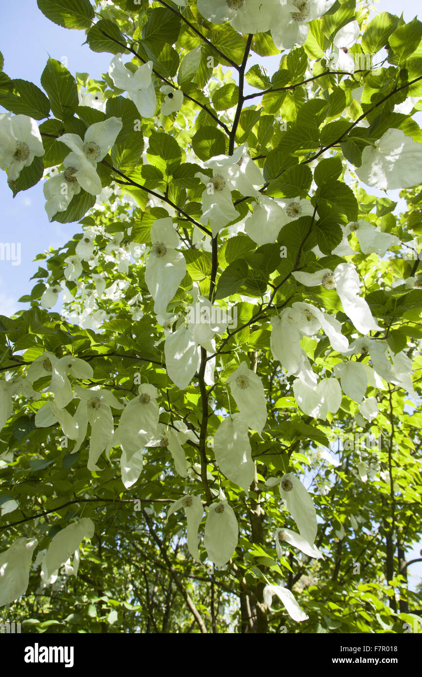 'Handkerchief tree' (Davidia involucrata) flower bracts in bloom in the ...