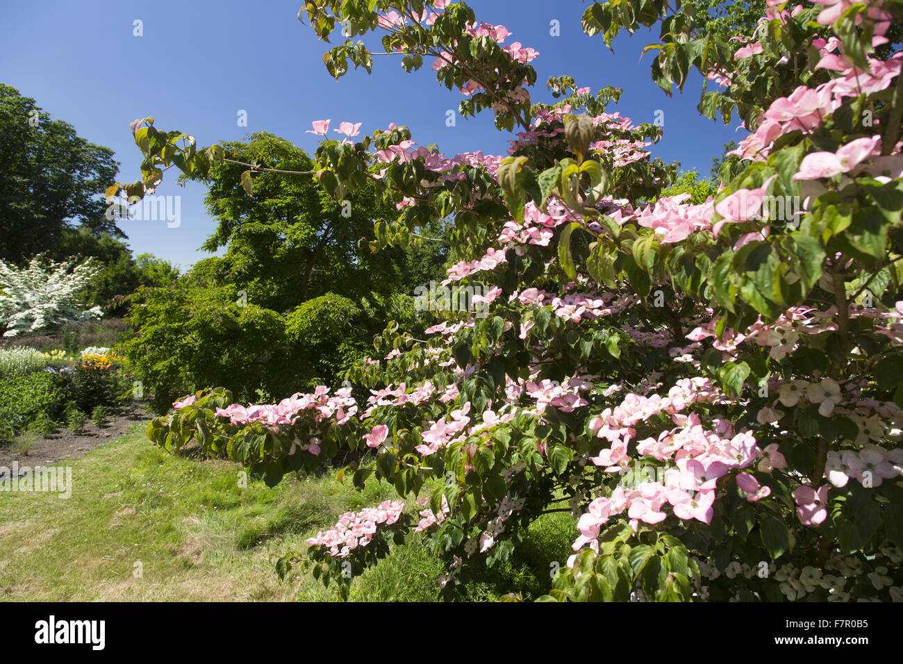 Flowering dogwood (Cornus) tree in the gardens at Nymans, West Sussex ...