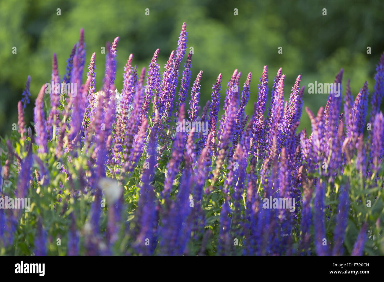 July border hi-res stock photography and images - Alamy