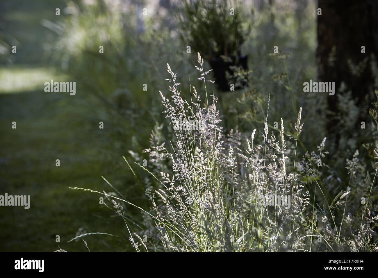 Plants growing in the garden at Fenton House and Garden, London. Fenton ...