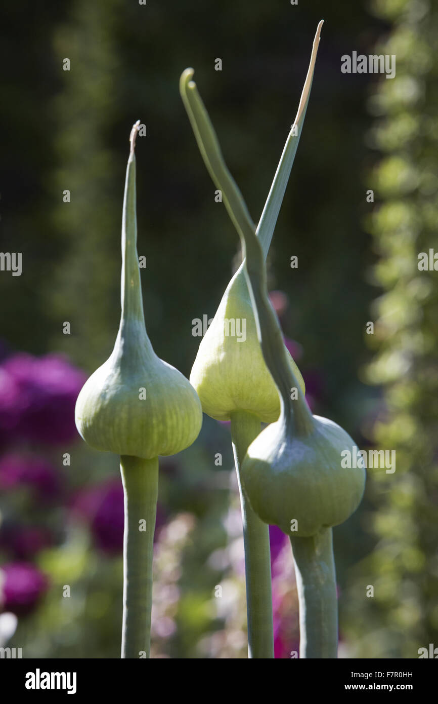 Plants growing in the garden at Fenton House and Garden, London. Fenton ...