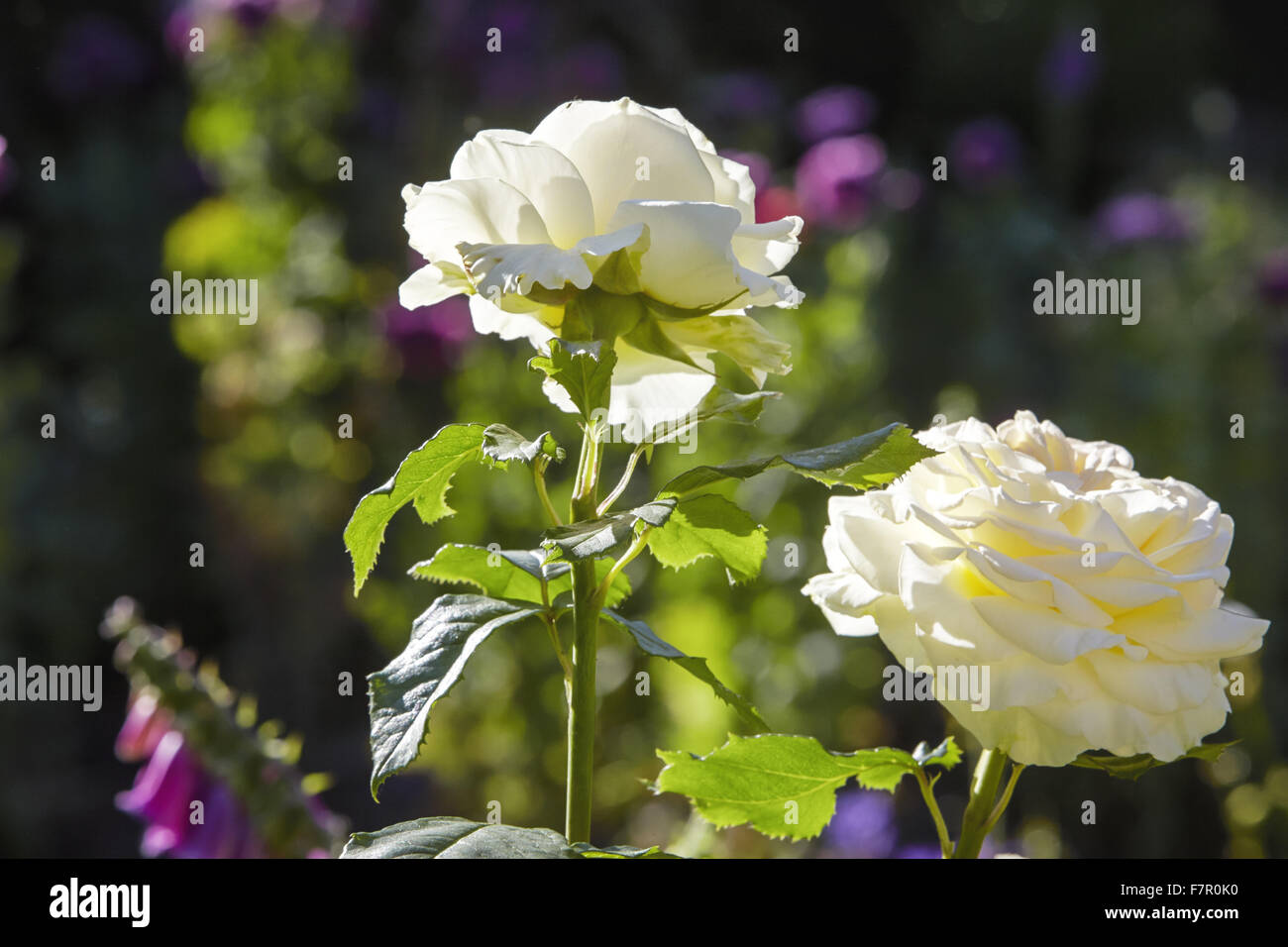 Flowers growing in the garden at Fenton House and Garden, London ...