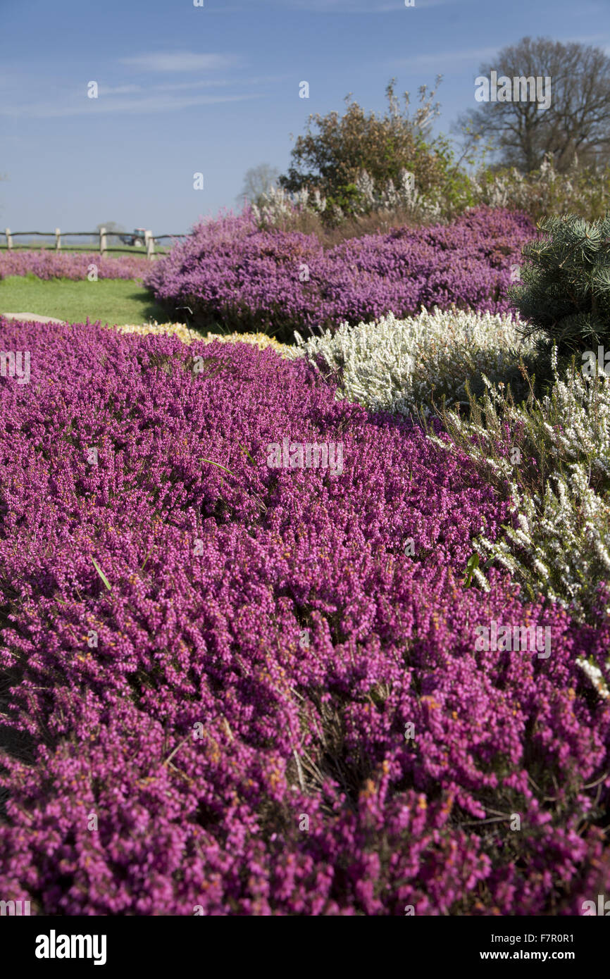 Heather garden hi-res stock photography and images - Alamy