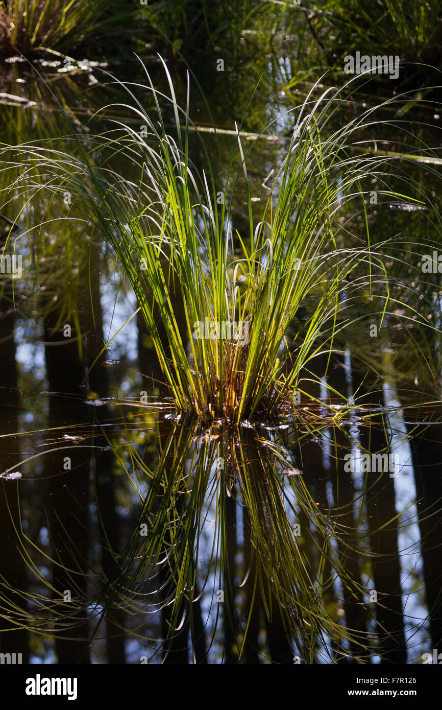 Wetland sedge hi-res stock photography and images - Alamy