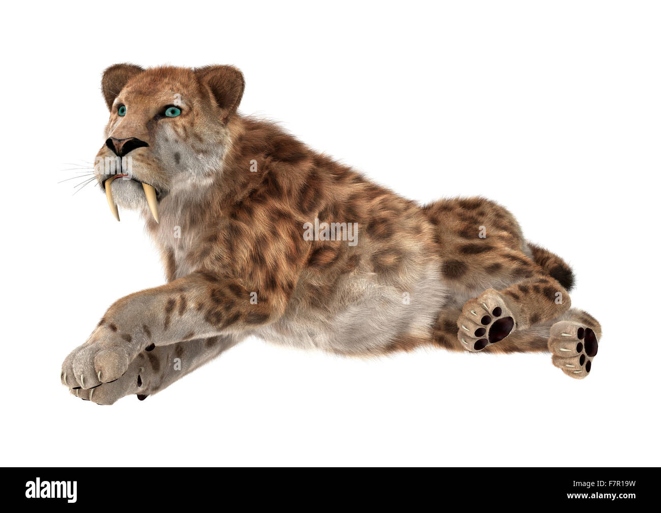 3D digital render of a big cat sabertooth isolated on white background ...