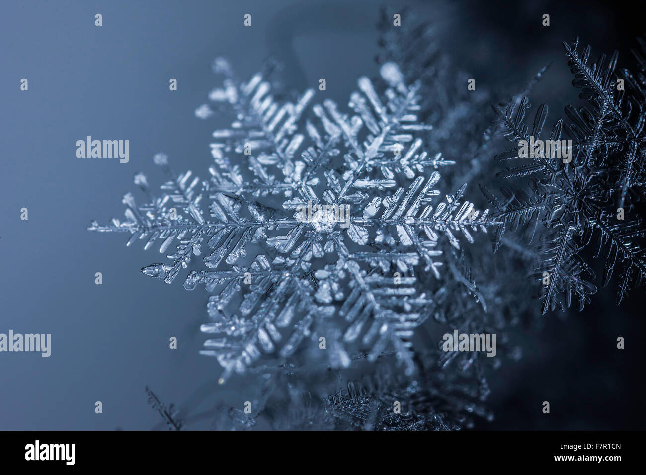 Natural snowflake crystal on dark background Stock Photo - Alamy