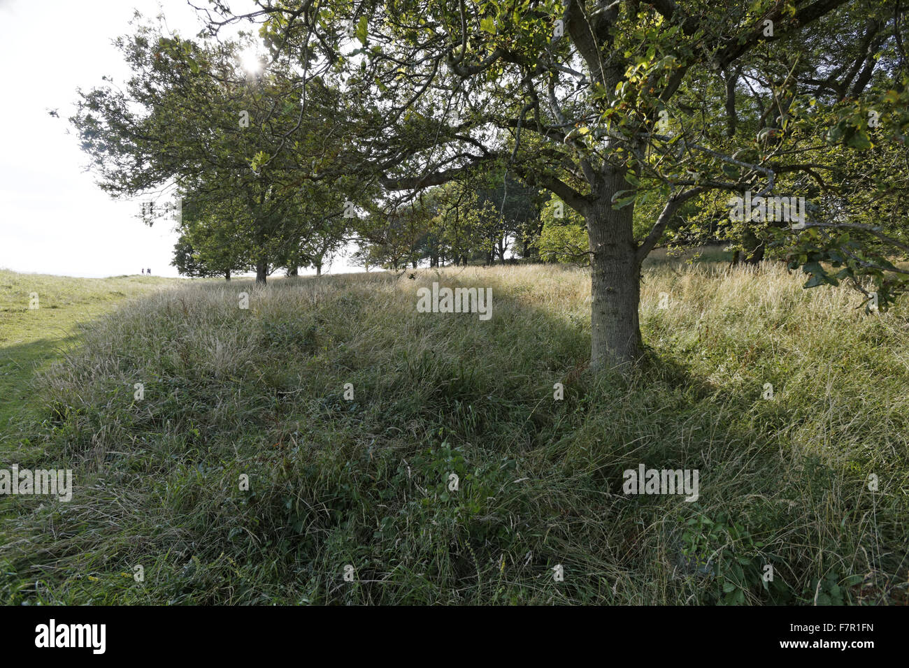 Trees growing on the estate at Kingston Lacy, Dorset. Kingston Lacy was ...