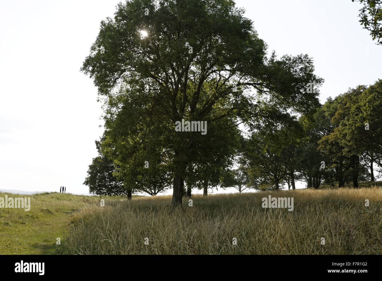 Trees growing on the estate at Kingston Lacy, Dorset. Kingston Lacy was ...