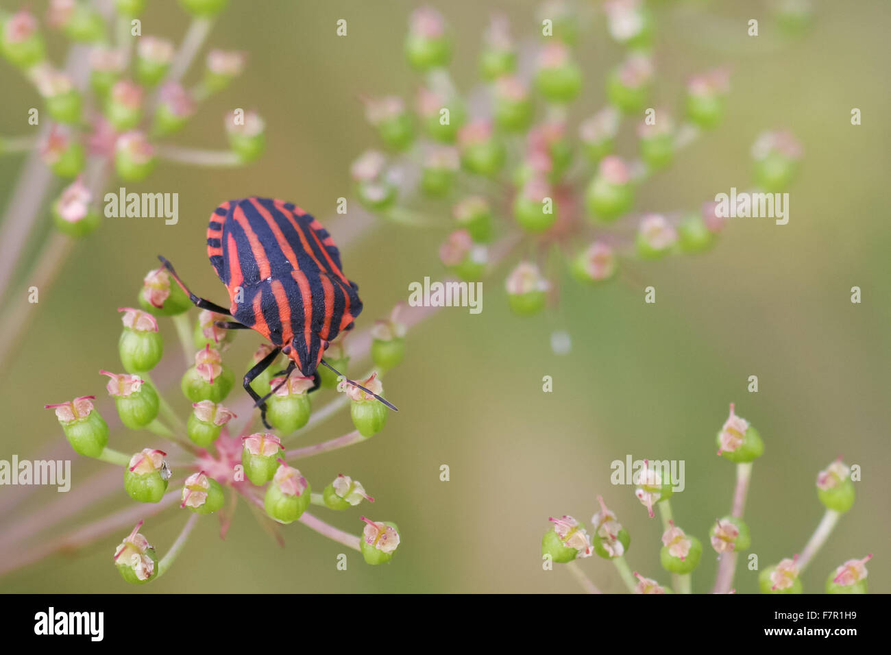 Red black striped shield bug hi-res stock photography and images - Alamy