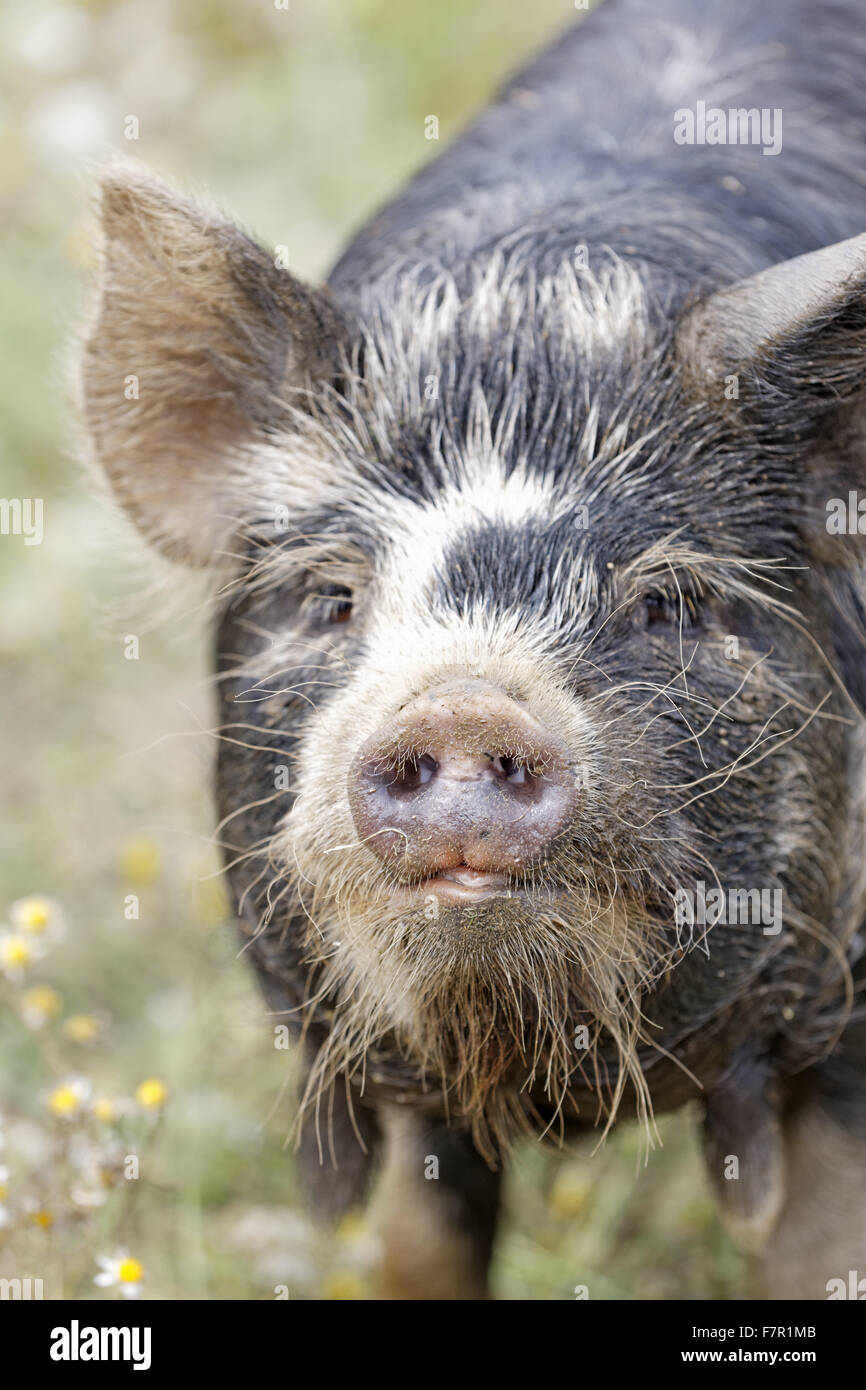 A pig at Kingston Lacy, Dorset. Kingston Lacy was the home of the ...
