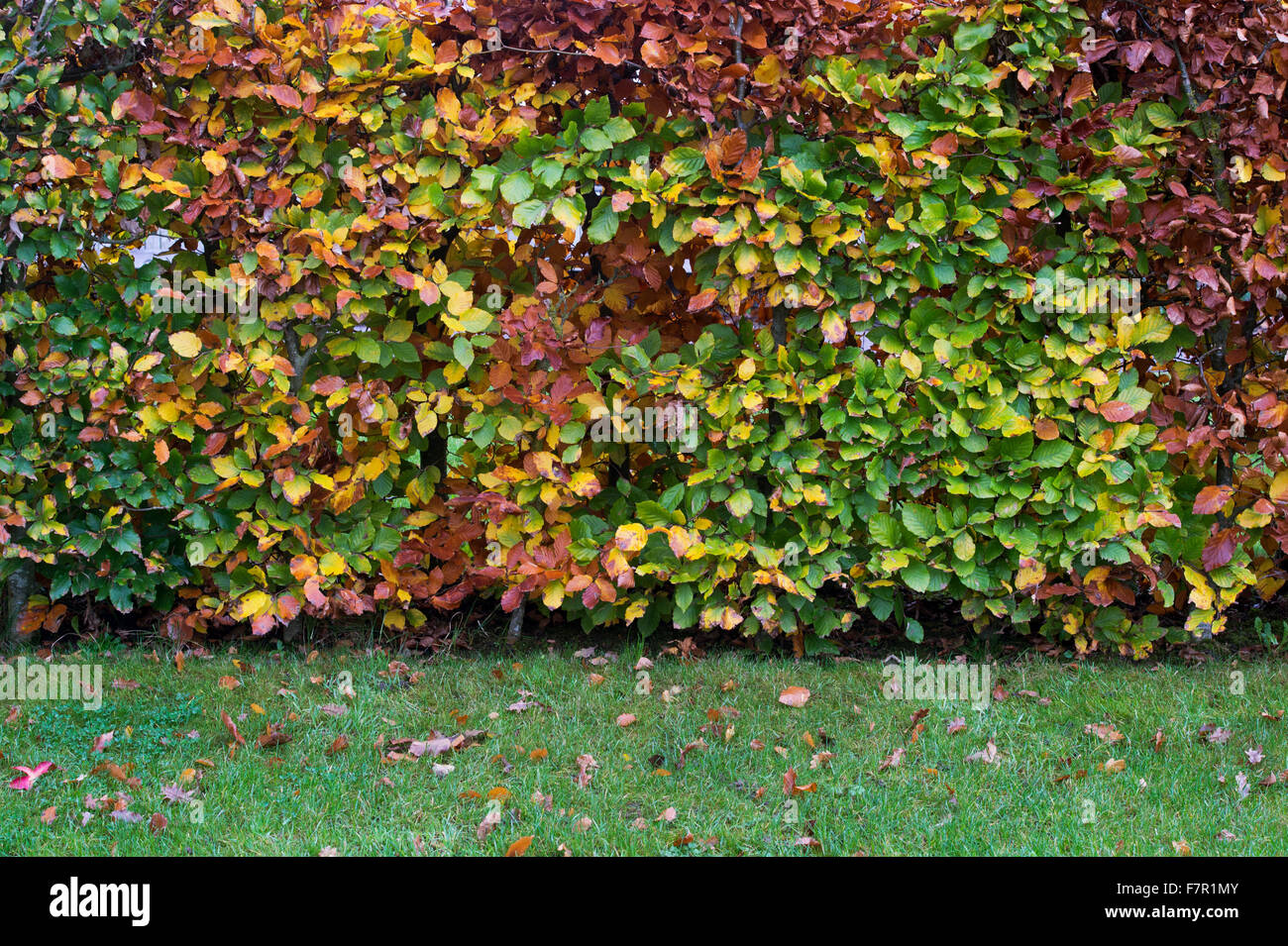 Fagus sylvatica. Beech hedge in autumn showing leaves changing colour ...