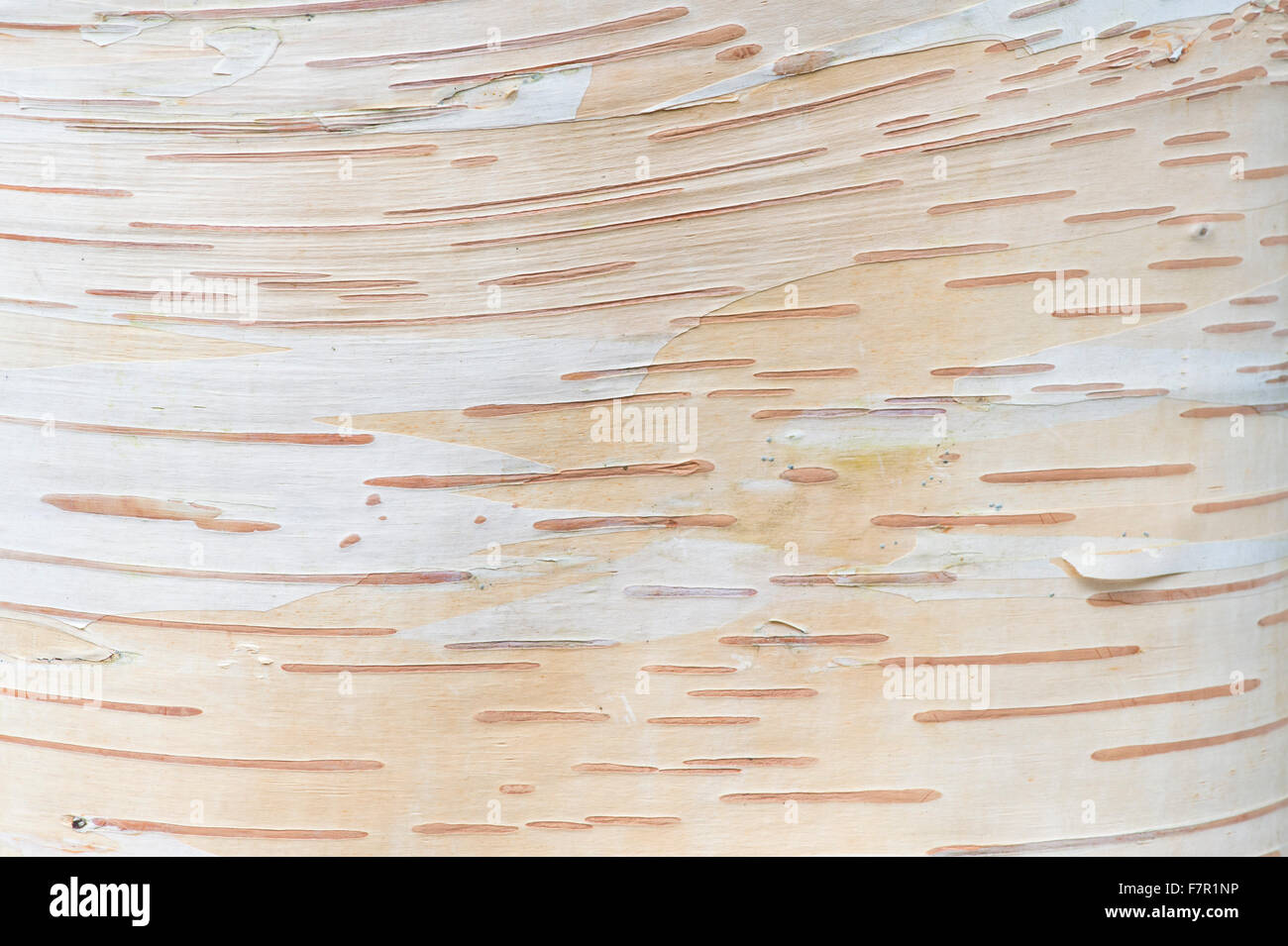 Betula ermanii pubescens . White Birch tree bark Stock Photo - Alamy