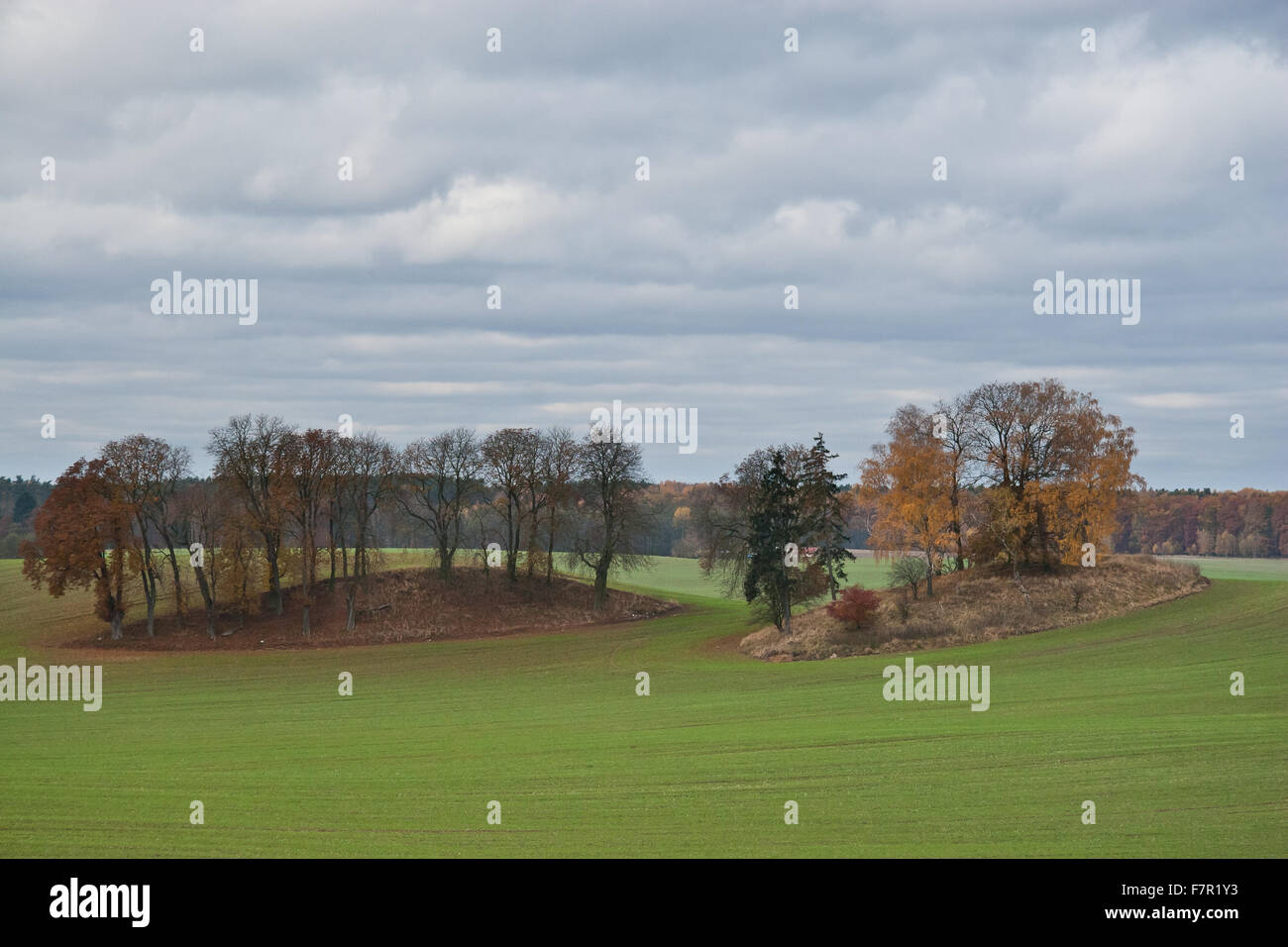 Heavy tree group hi-res stock photography and images - Alamy
