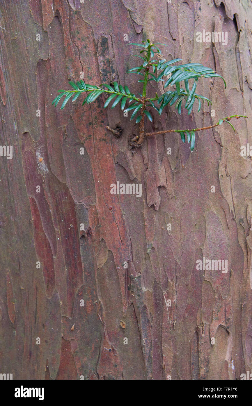 Yew trunk hi-res stock photography and images - Alamy