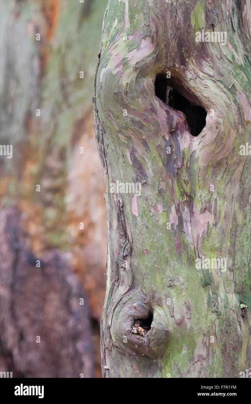 Yew tree trunk closeup natural hi-res stock photography and images - Alamy