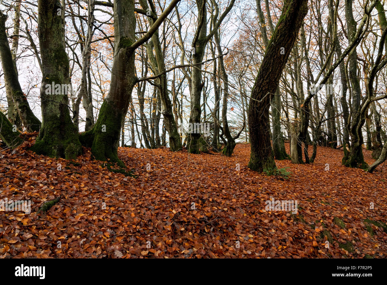 Autumn leaves in a forest in November Stock Photo - Alamy