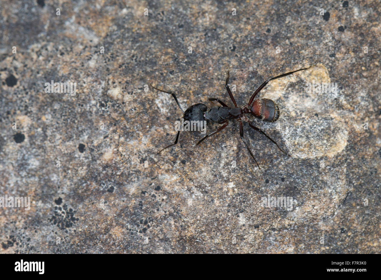Carpenter ant, Rossameise, Roßameise, Riesenameise, Camponotus ...