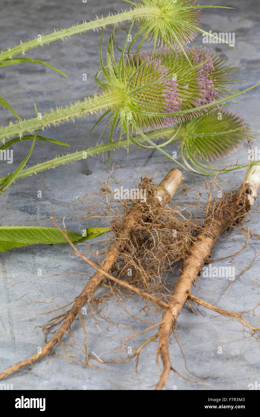 Fuller's teasel, wild teasel, root, roots, root stock, Wilde Karde ...