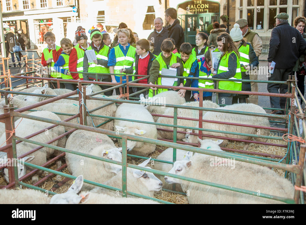 Uppingham fatstock show hi-res stock photography and images - Alamy