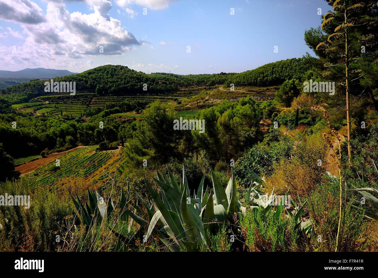 The slopes of a French vineyard Stock Photo - Alamy