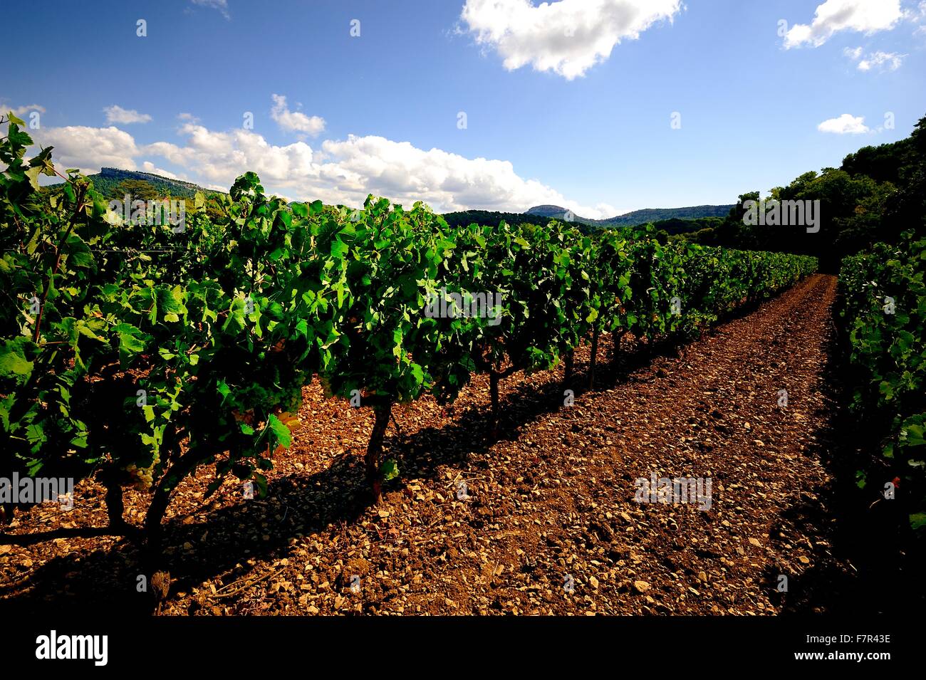 A line of white grape Vines Stock Photo - Alamy