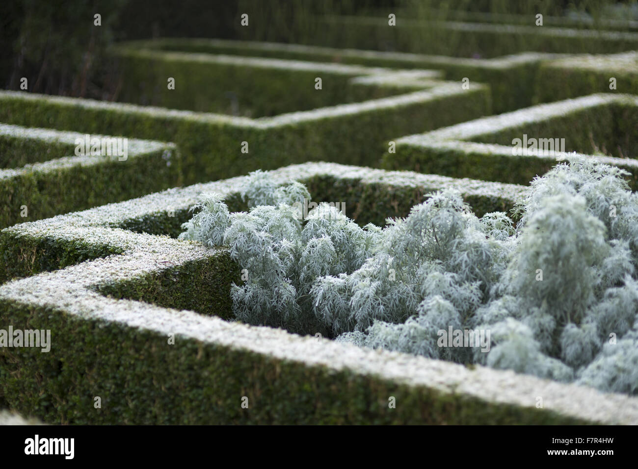 A winter's day in the White Garden at Sissinghurst Castle, Kent. Vita ...