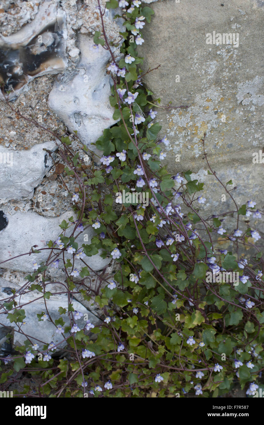 Garden creep hi-res stock photography and images - Alamy