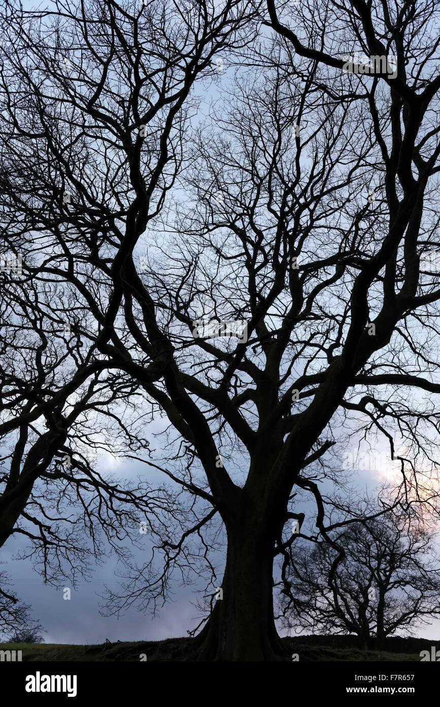 The outline of a mature tree in winter silhouetted against a morning ...