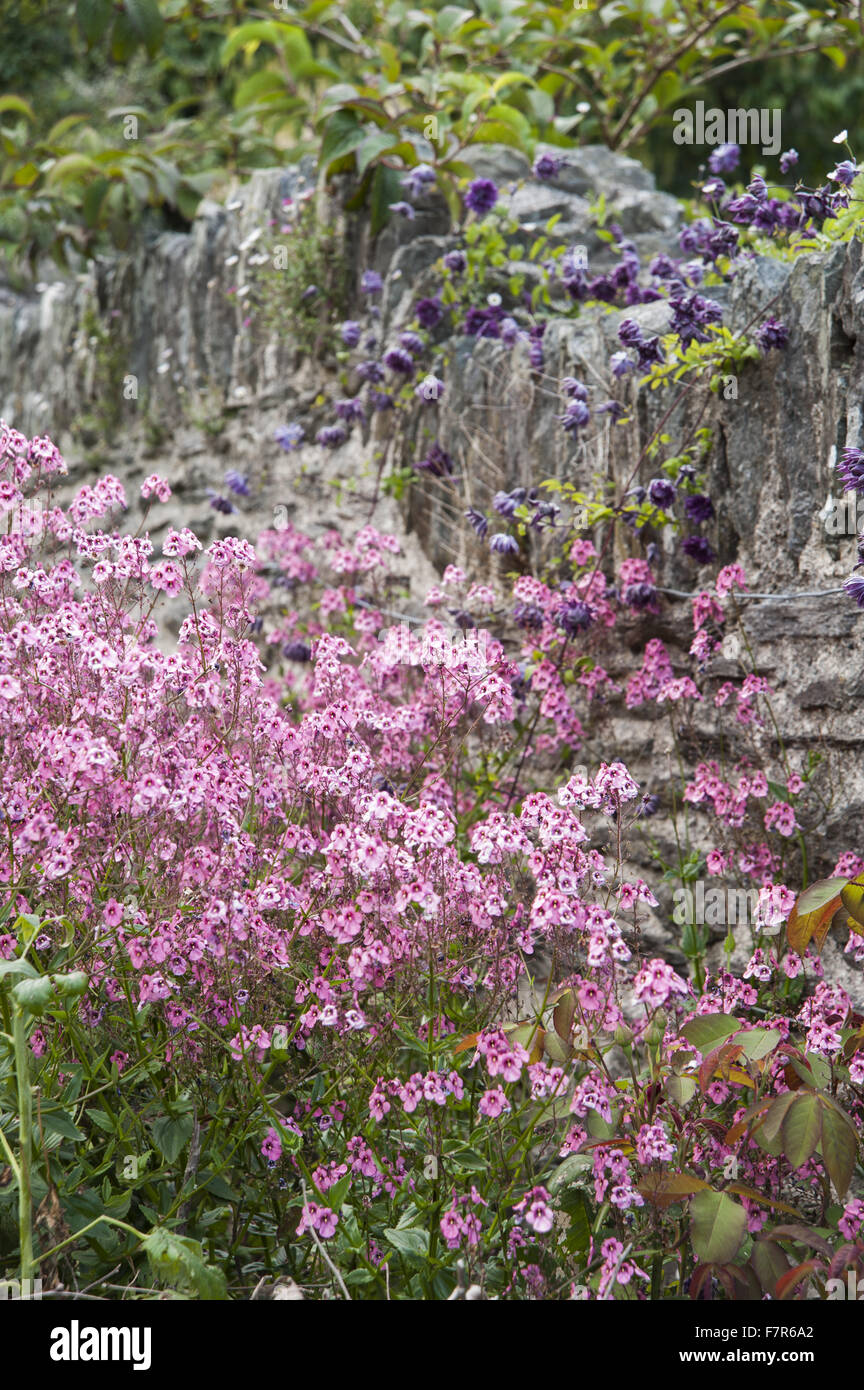 Diascia integerrima with clematis viticella 'Flore Pleno' in the Rill ...