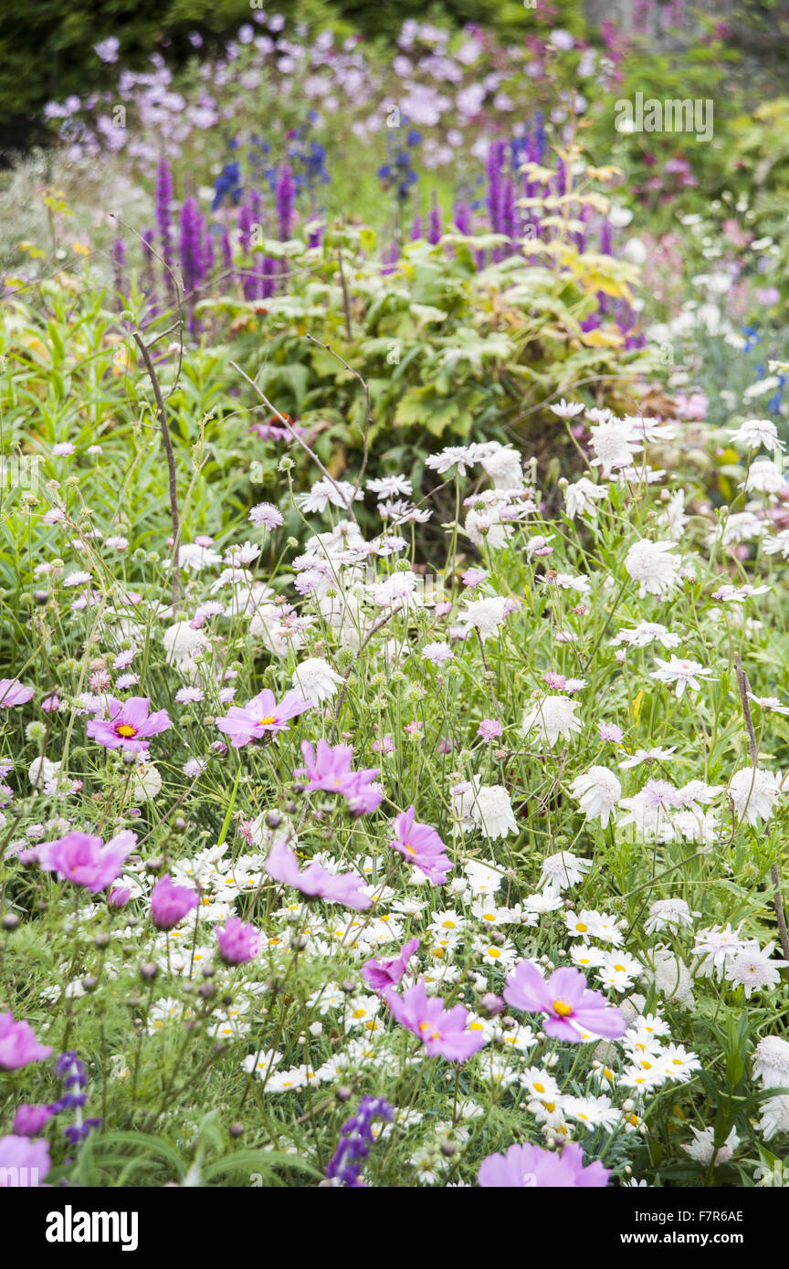 Flowers growing in the Rill Garden at Coleton Fishacre, Devon. Plants ...