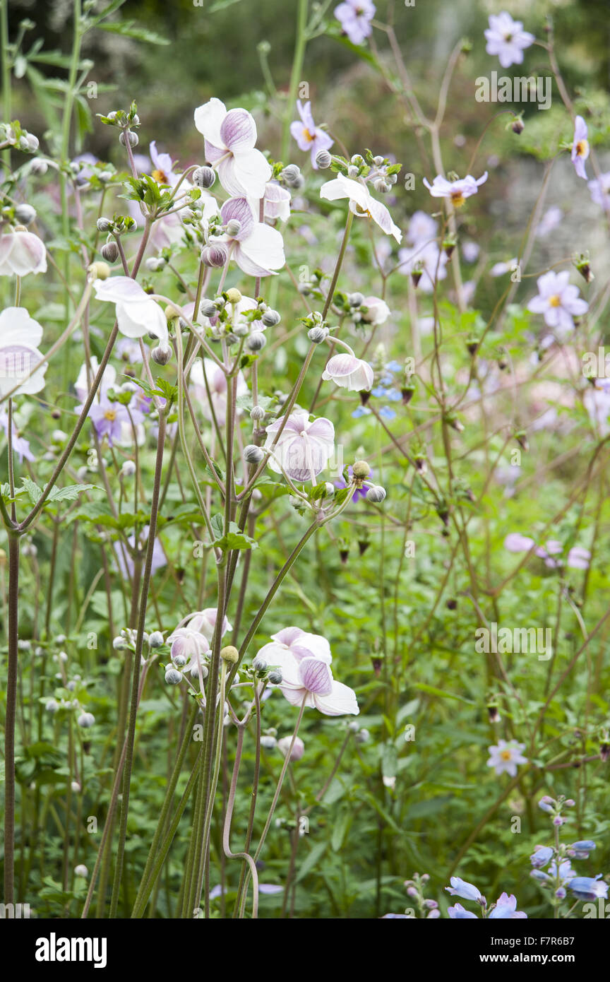 The Rill Garden at Coleton Fishacre, Devon. Plants include Dahlia ...