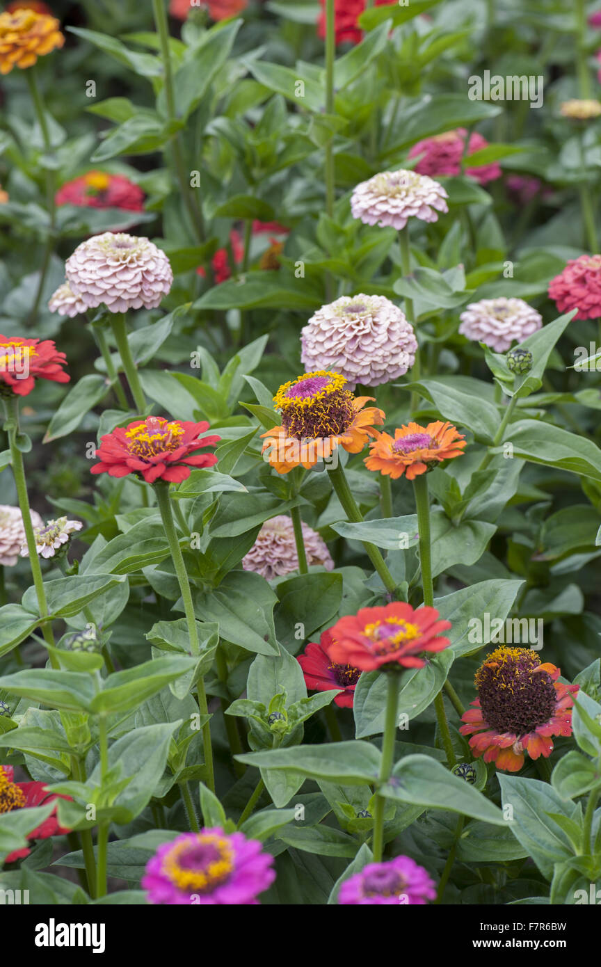 Zinnia early wonder mixed hi-res stock photography and images - Alamy