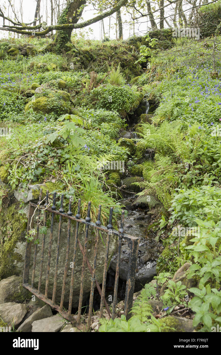 A stream running down the hillside in the garden at Plas yn Rhiw ...