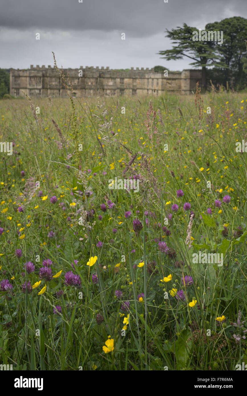 The ruined hall seen from the wildflower meadow at Gibside, Tyne & Wear ...