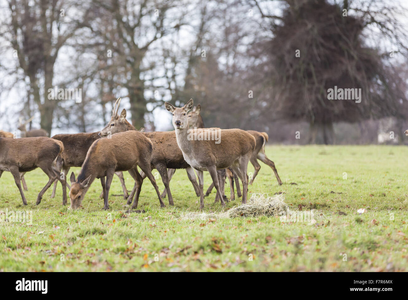 Studley royal deer park winter hi-res stock photography and images - Alamy