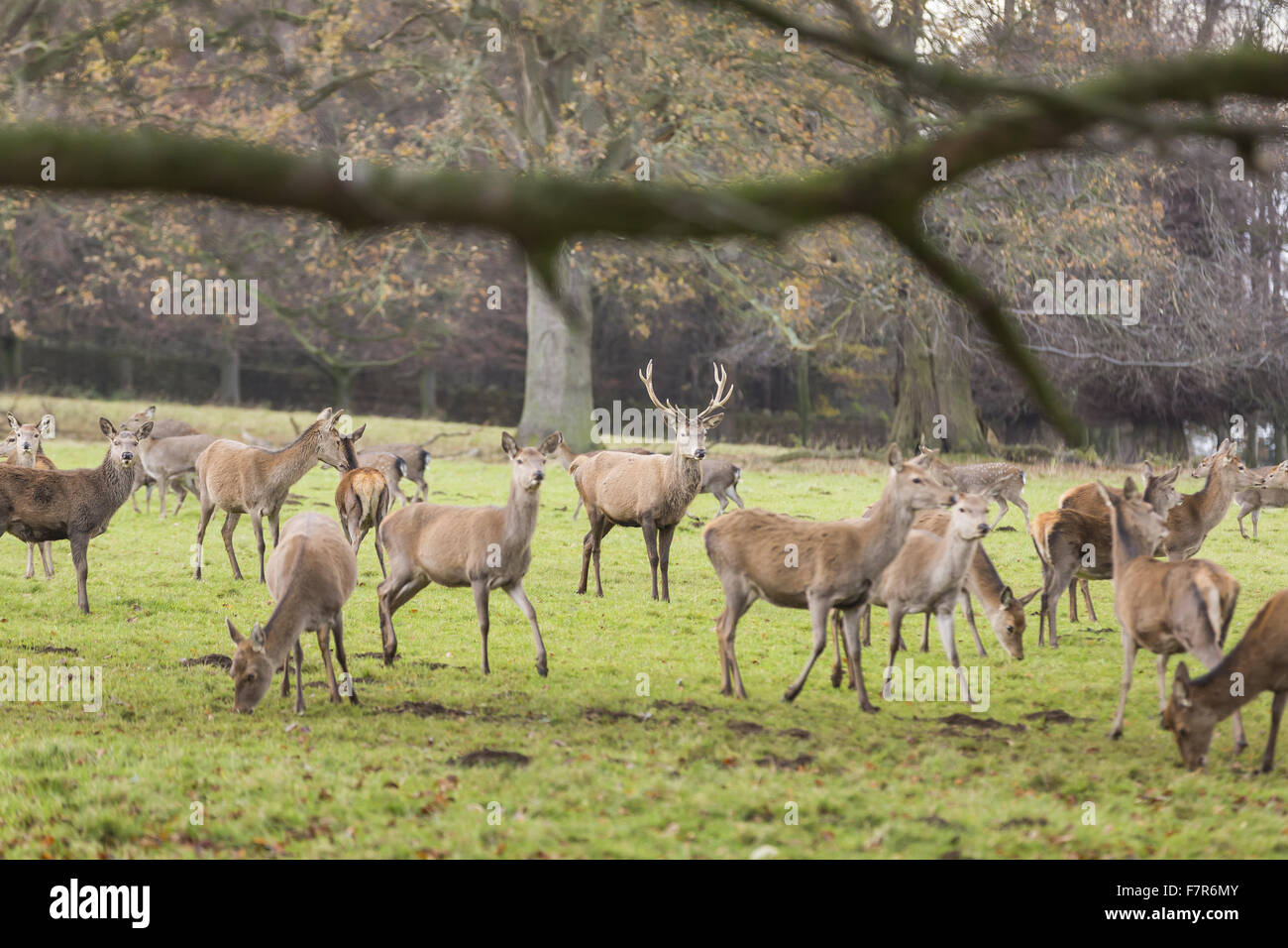Studley Royal Deer Park at Christmas time, North Yorkshire Stock Photo ...