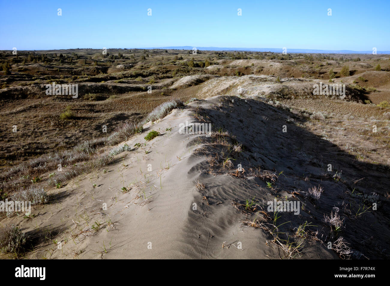 WA12209-00...WASHINGTON - Wind patterns on a sand dune in the Juniper ...