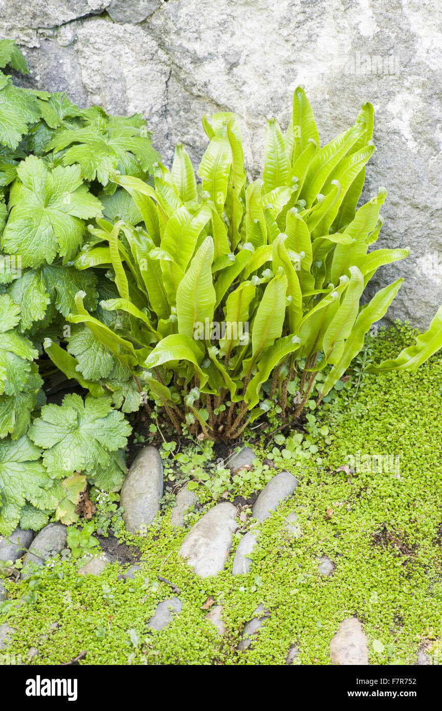 Fern, asplenium scolopendrium, hardy geranium and mind-your-own ...